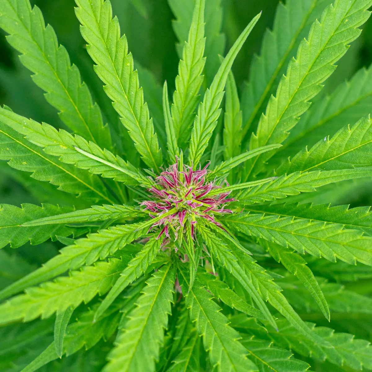 Cáñamo (Cannabis sativa) - Ficha de planta - Floralia