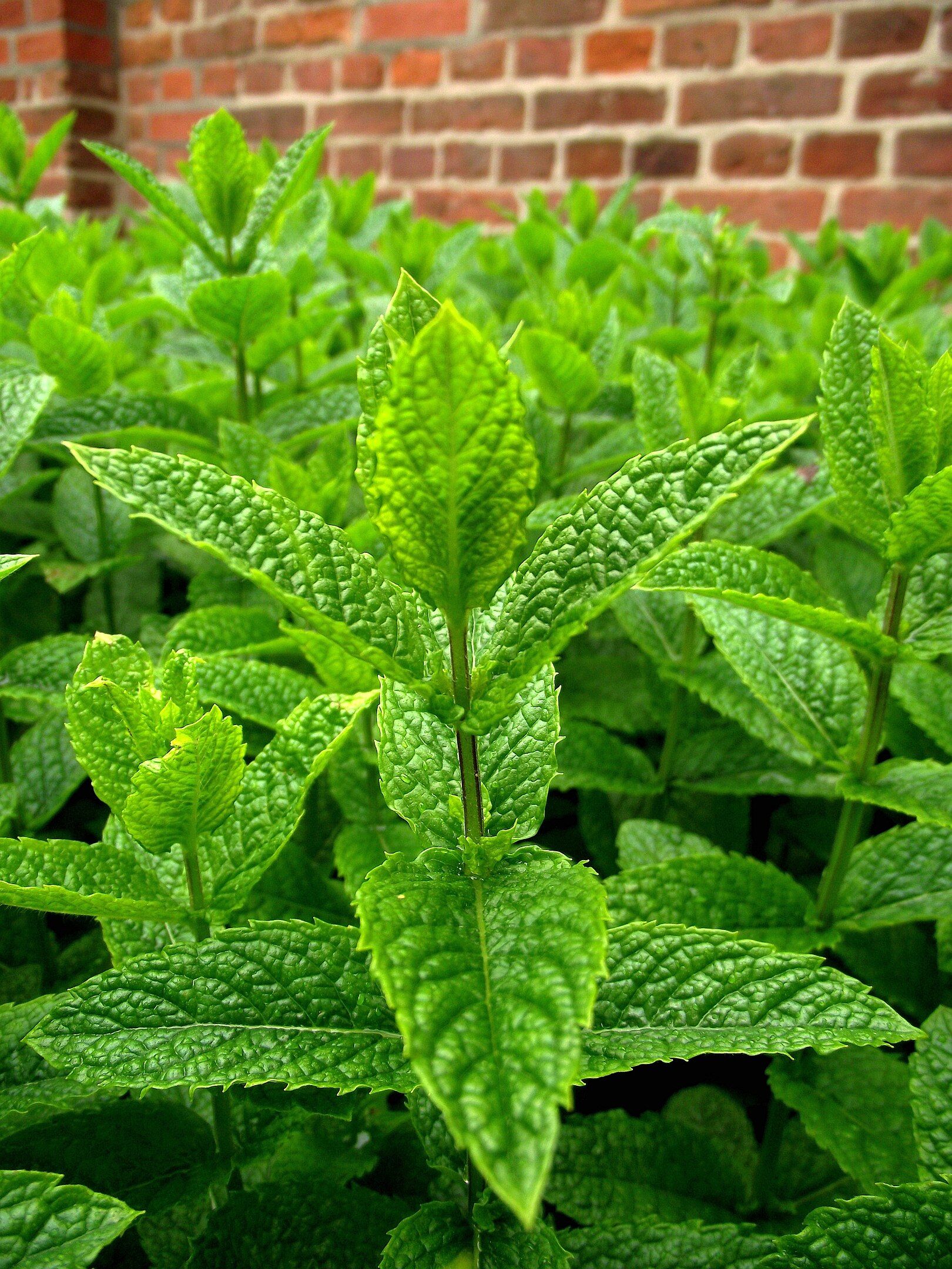 Menta piperita (Mentha × piperita) - Ficha de planta | Floralia