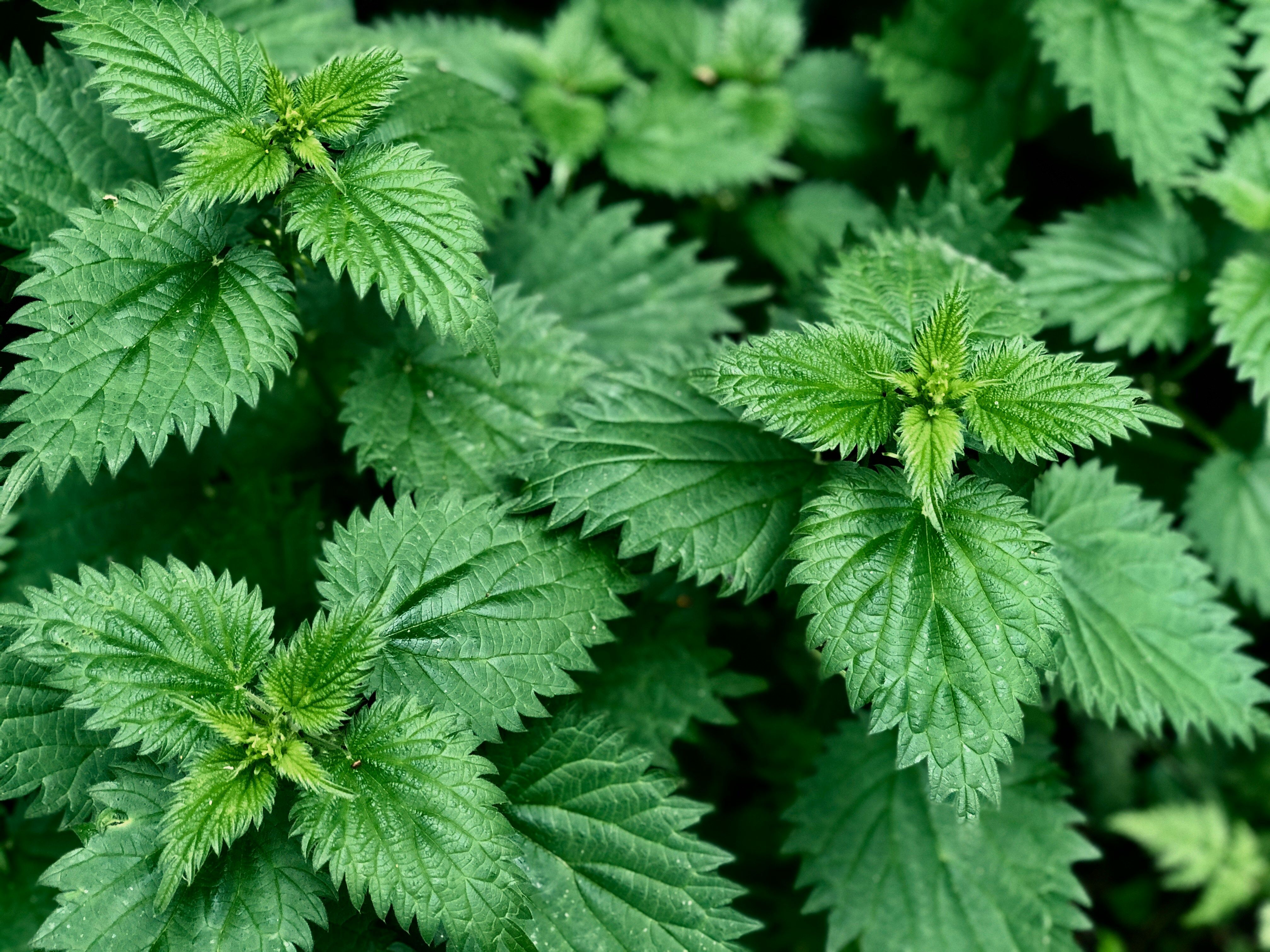 Ortiga mayor (Urtica dioica) - Ficha de planta | Floralia
