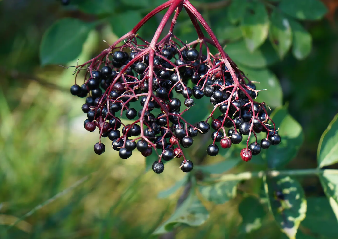 Saúco (Sambucus nigra) - Ficha de planta - Floralia